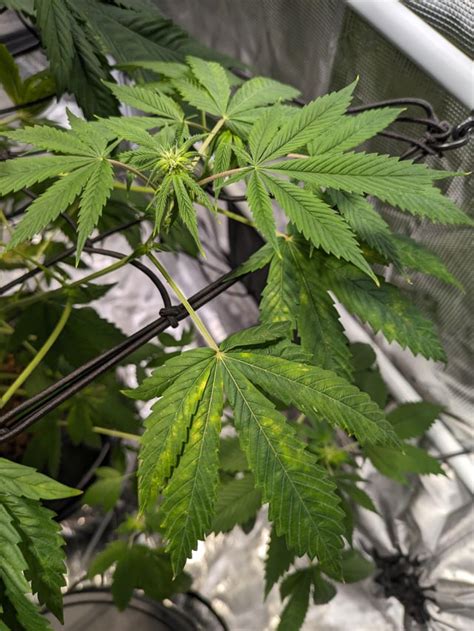 Yellow Discoloration Potassium Rhydroponics