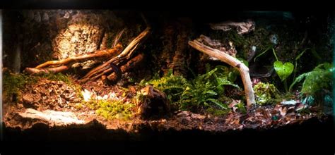 bioactive ball python enclosure r ballpython