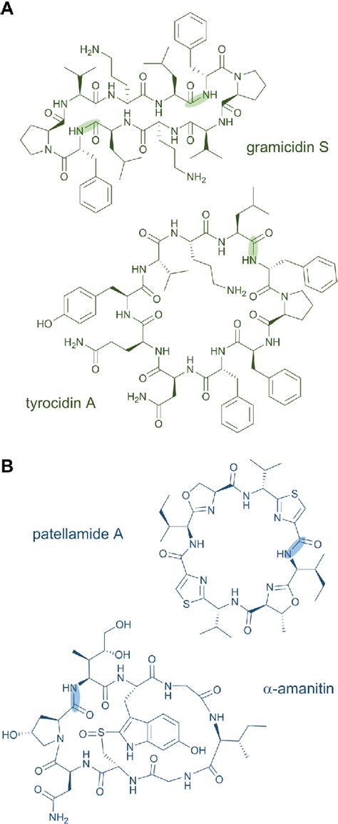 Macrocyclic Peptide Natural Products Biosynthesised By Nrps A And