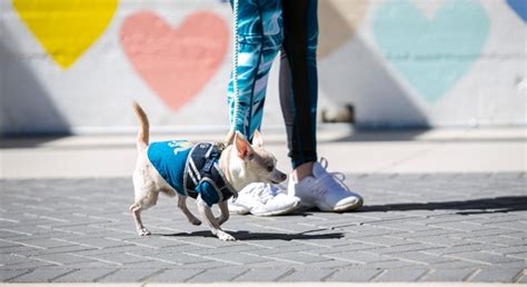 6 Tips To Master Leash Training Proud Dog Mom