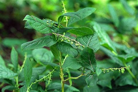エゾウラジロハナヒリノキツツジ科素人植物図鑑
