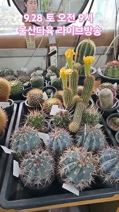 운선인장명석환금치옥북두각로비비아속기선옥습지아선인장예쁜선인장선인장꽃다육다육이 Youtube