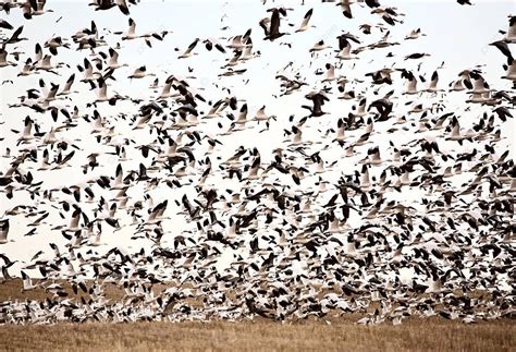 Huge Flock Of Snow Geese Portrait Horizontal Autumn Photo Background