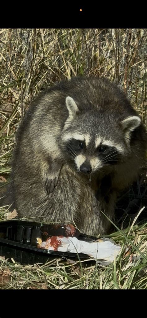 Rabid Raccoon Signs