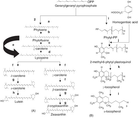 3 Summary Of Carotenoid A And Vitamin E B Biosynthesis Pathway In