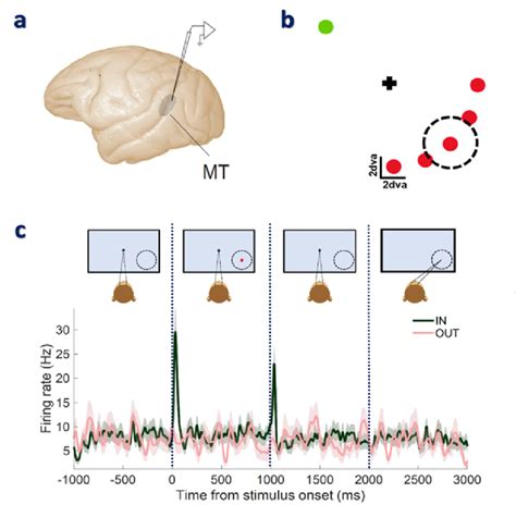 A The Area Mt Of The Brain Wherein The Firing Rate Signals Were Download Scientific Diagram