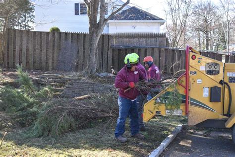 Tree Services In Central NJ Randy S Pro Tree Service