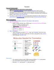 BIOL Lecture Pdf Translation How Are Proteins Made Nucleic Acids Carry The Instructions