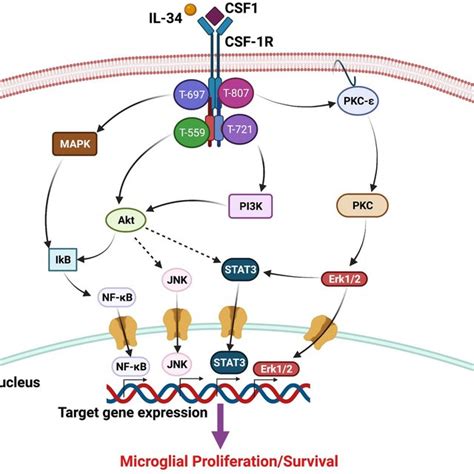 Colony Stimulating Factor 1 Receptor Signaling In The Central Nervous