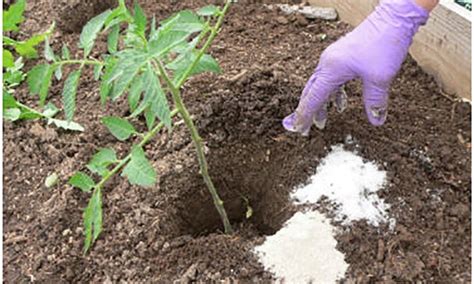 10 Of The World S Best Homemade Organic Fertilizers