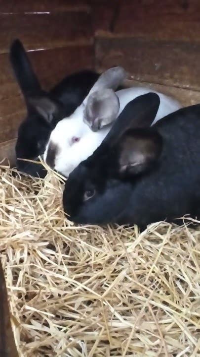 Милые кролики Youtube