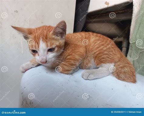 Lindo Gatito Sentado En Una Silla Blanca Imagen De Archivo Imagen De