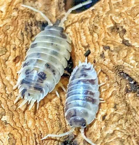 Magic Potion Isopods For Sale Richards Inverts