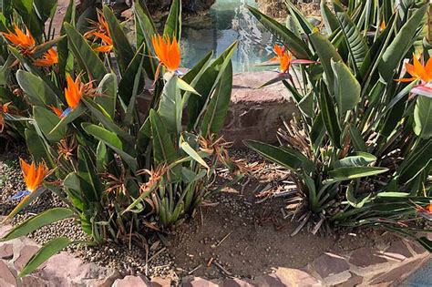 How To Overwinter Bird Of Paradise Plants Gardeners Path