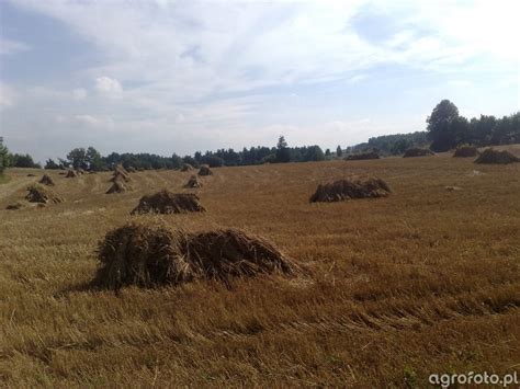 Snopki Zdjęcie Fotka Foto Numer 447816 Galeria Rolnicza Agrofoto