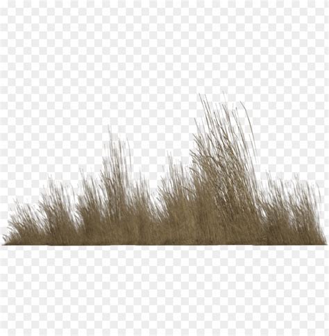 Transparent Tall Grass PNG Transparent With Clear Background ID TOPpng