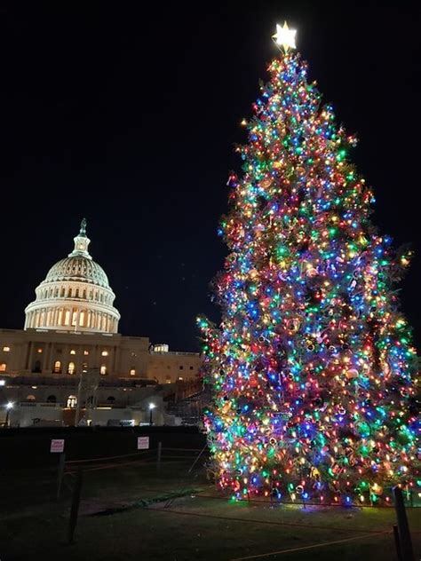 2021 Us Capitol Christmas Tree To Hail From Six Rivers National