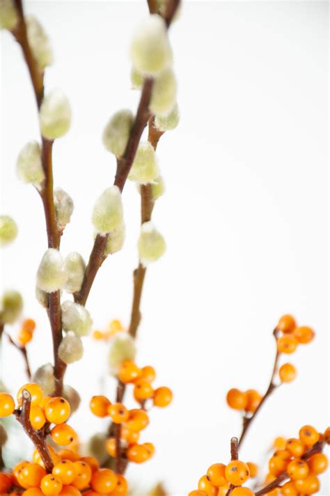 Queen Mathioudakis Flowers