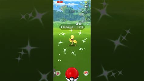 Pokémon Go Shiny Bellsprout Global Go Fest Youtube