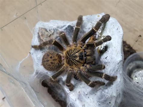 Pterinochilus Murinus Dcf The Spider Shop