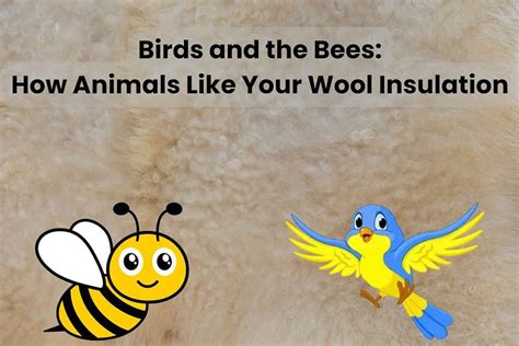 Sheep S Wool Building Renewable
