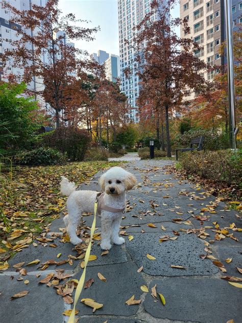 조이 너는 사랑이야 ️ 강아지고양이 입양율 100 순수보호소 아이조아보호소 입양후기
