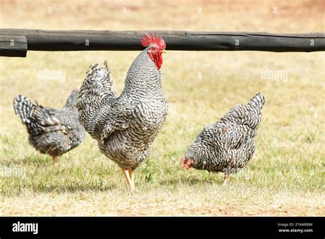 Beautiful Farm Chickens Rooster With Hens Domesticated Fowl Gallus