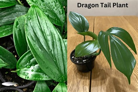 Dragon Tail Plant Complete Care Guide