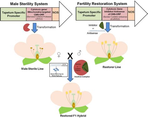 Schematic Depiction Of Genetically Engineered Male Sterility And