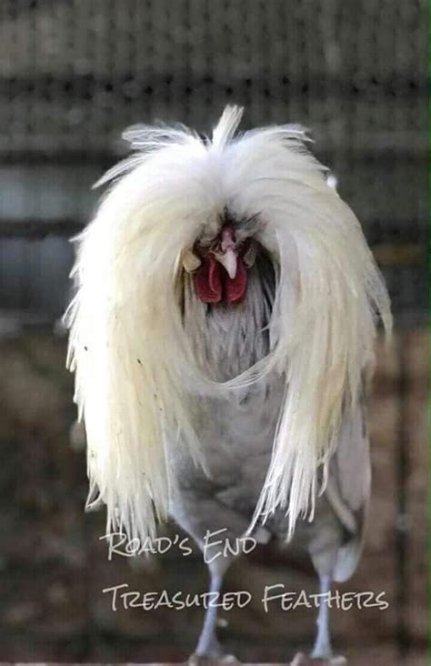 900 Henny Penny Ideas Henny Penny Chickens Backyard Keeping Chickens