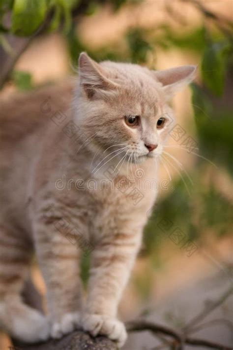 漂亮的糊涂的猫向树树枝有趣的动物小猫步行图片 包图网企业站