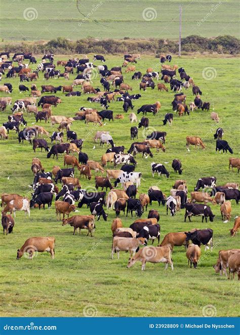 Grazing Cattle Royalty Free Stock Image 66322006