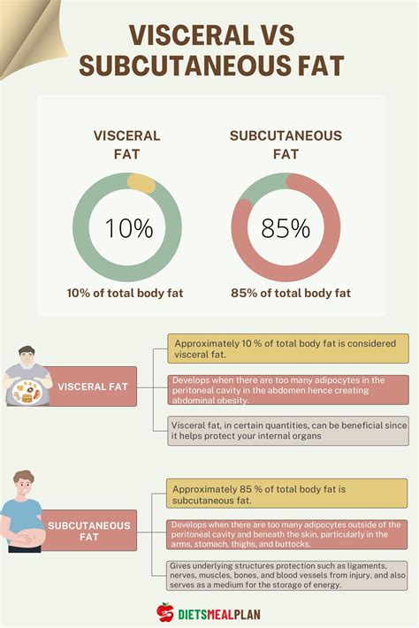 Visceral Vs Subcutaneous Fat Artofit
