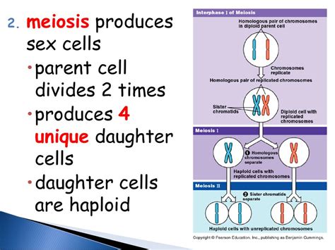 4 Haploid Daughter Cells