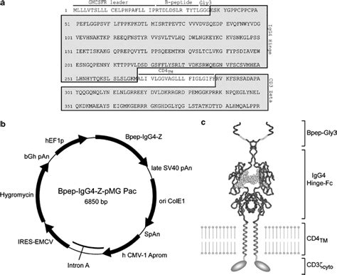 Bpep Car Design A Amino Acid Sequence Of The Bpep Car Indicated Are