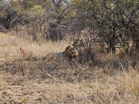 Worker Tragically Mauled To Death By Lions At Dinokeng Game Reserve