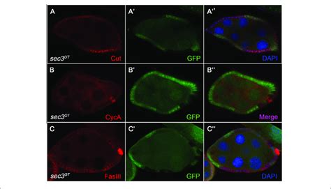 Altered Expression Of Notch Signaling Target Genes In Sec3 Mutant