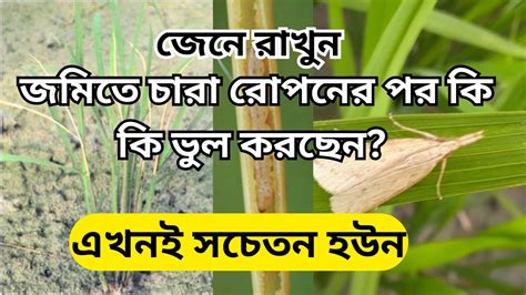 ধানের পাশ কাটি দ্বিগুণ ও অধিক ফলন পেতে করণীয়। কুশি বাড়ানোর উপায়। How