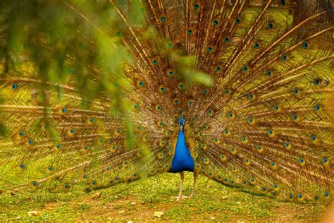 Pavone Con La Coda Aperta Su Erba Verde Fotografia Stock Immagine Di