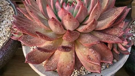 11월16일단엽환엽붉은색 다육이멋진창 군생구경하세요 Youtube