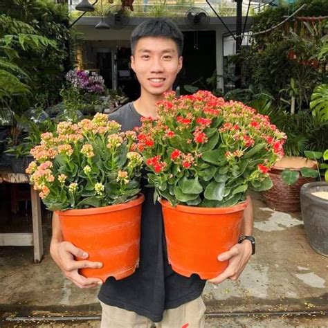 GPS Green Plant Society Live Flower CNY Super BIG Kalanchoe Flower