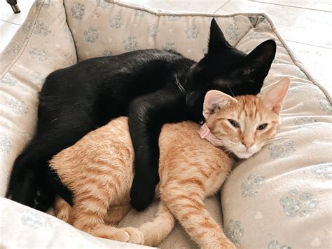 Sissy Cuddles They Hated Each Other For A Week And Now Theyre
