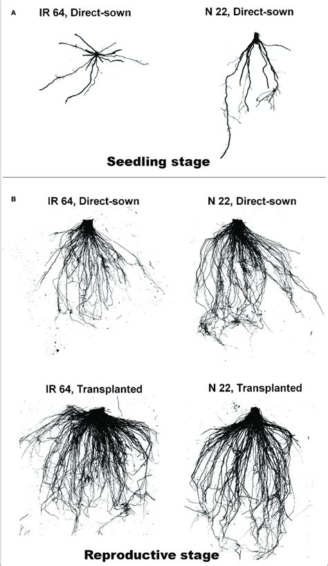 Representative Profiles Of Root Architecture Of Rice Grown By Different