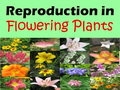 Sexual Reproduction In Flowering Plants