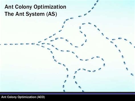 ant colony algorithm