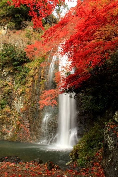 箕面（箕面大滝） （大阪府）の紅葉情報 全国観光情報サイト 全国観るなび（日本観光振興協会） Beautiful Waterfalls