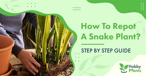 How To Repot A Snake Plant Step By Step Guide