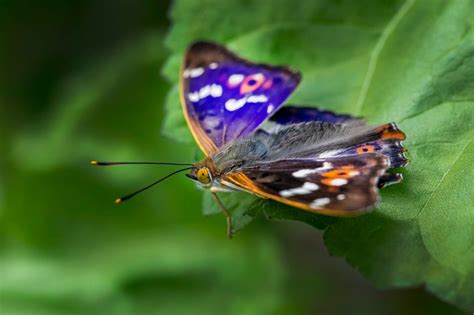 Borboleta Vermelha Significado Conheça o que realmente significa