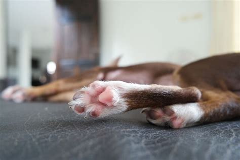 犬の肉球はケアが必要？注意すべき症状やおすすめケア用品まとめ Dogohマガジン