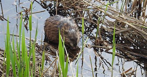 Elon Muskrat Album On Imgur